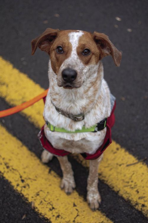 Riley | Pet of the Week | thedaonline.com