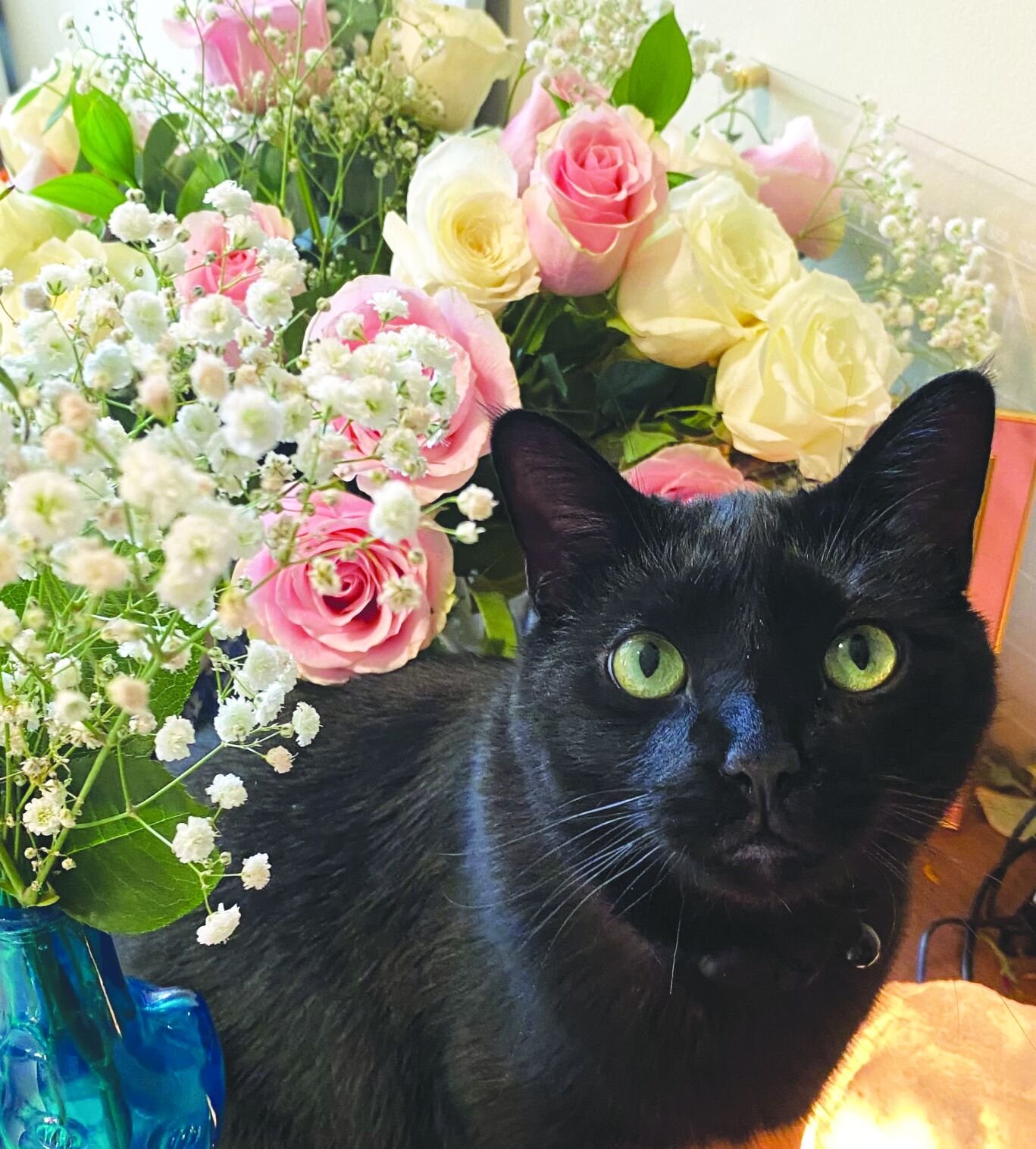 Pet of the Week - Meet Toast! | Pet of the Week | thedaonline.com