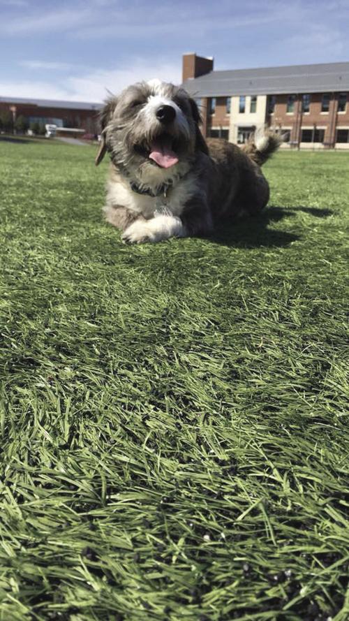 Kevin | Pet of the Week | thedaonline.com