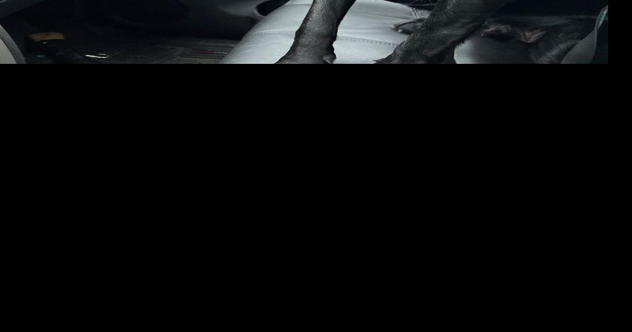 Pet of the Week: Baxter | Pet of the Week | thedaonline.com