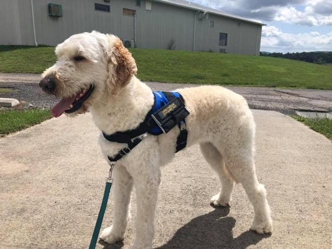 Meet the eight visitation therapy dogs of WVU | Culture | thedaonline.com