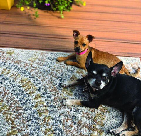 Pet of the Week - Meet Nacho and CoCo (aka Chicklets)! | Pet of the ...