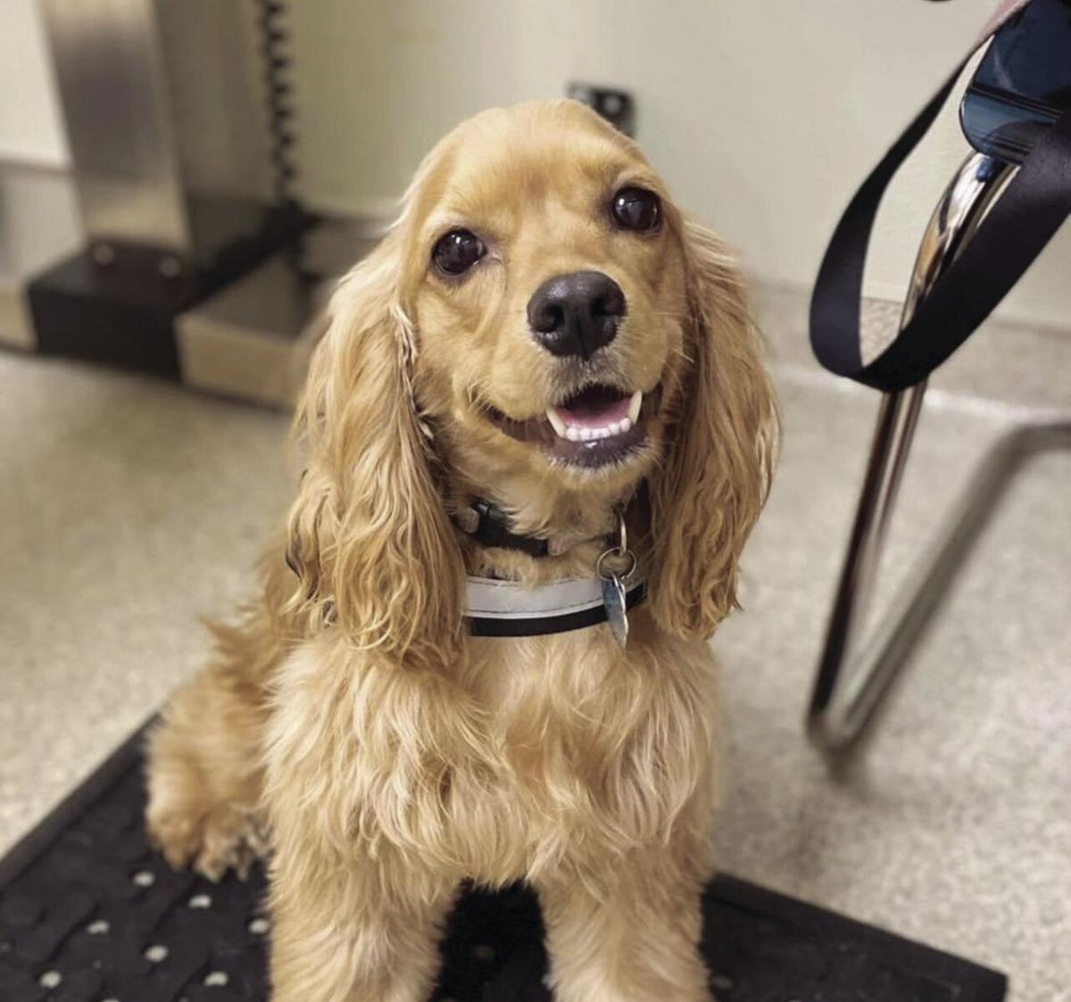 Pet of the Day: Tilli | Pet of the Week | thedaonline.com