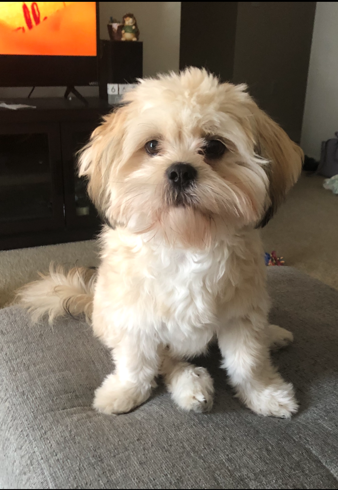 Pet of the Week: Winnie | Pet of the Week | thedaonline.com