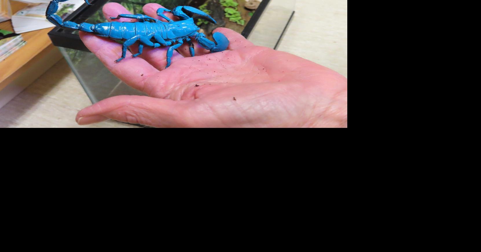 Did you know WVU has an insect zoo? | WVU News | thedaonline.com