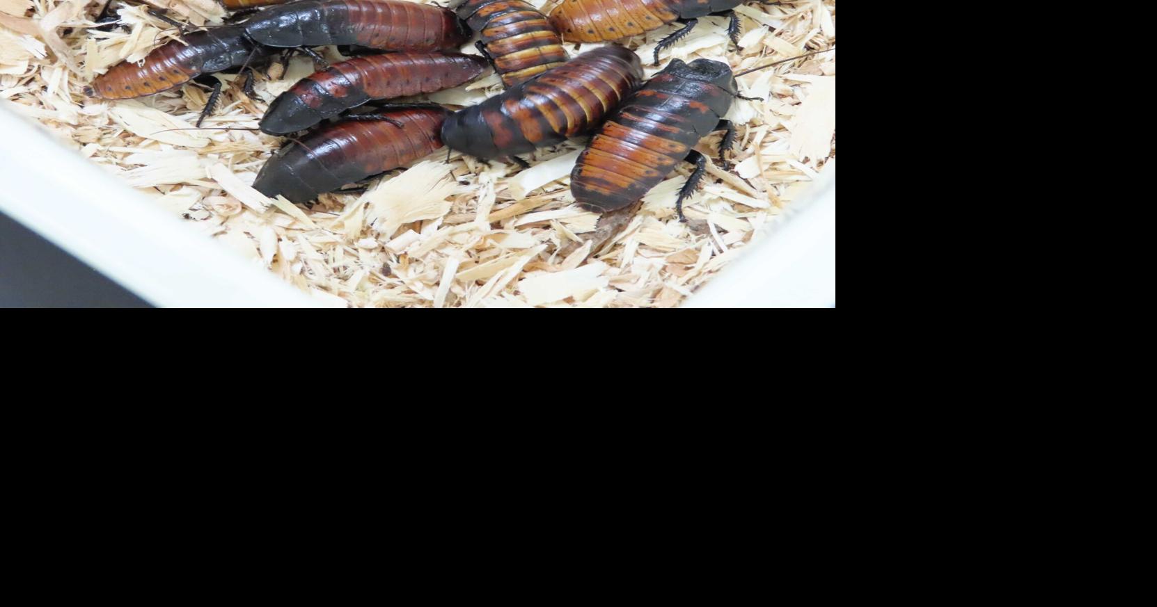 WVU insect zoo invites community to bug out this Halloween | Culture ...