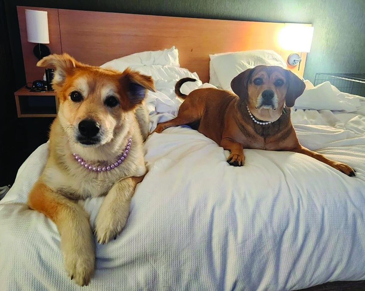 Pet of the Week - Meet Boujie Dagny and Belany Journey! | Pet of the ...