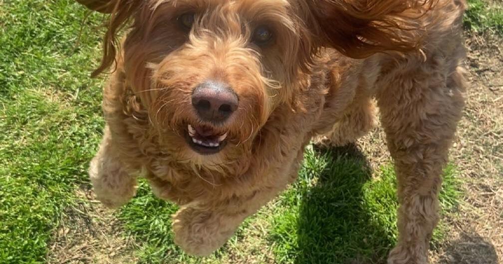 Pet of the Week - Yoshi | Pet of the Week | thedaonline.com