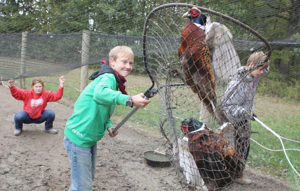 Pheasant project | Front Page | thederrick.com