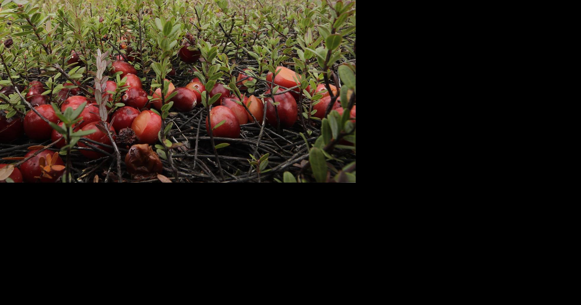 Wild Cranberries in Venango: The History of Cranberry Township | Front ...