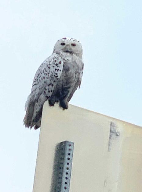 Rare bird sighting | Community News | thederrick.com