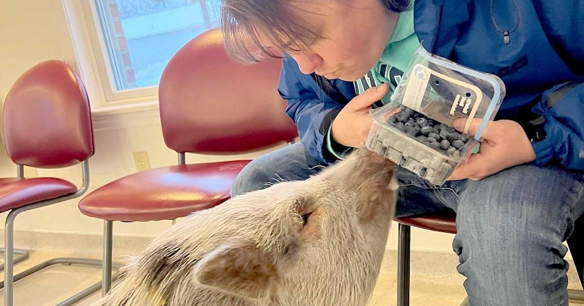 Pig involved in plane crash 'doing very well' at Precious Paws | Front ...