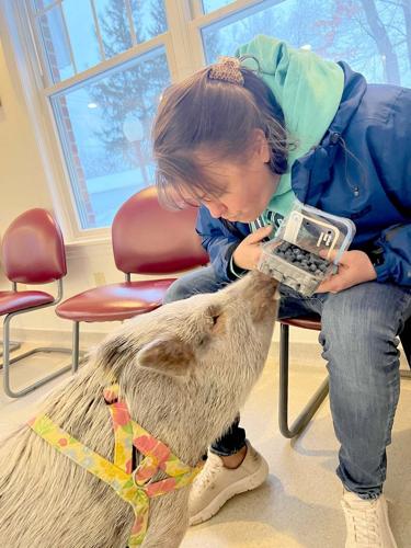 Pig involved in plane crash 'doing very well' at Precious Paws | Front ...