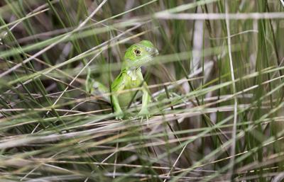 Iguanas bounce back in South Florida after February freeze wiped out ...