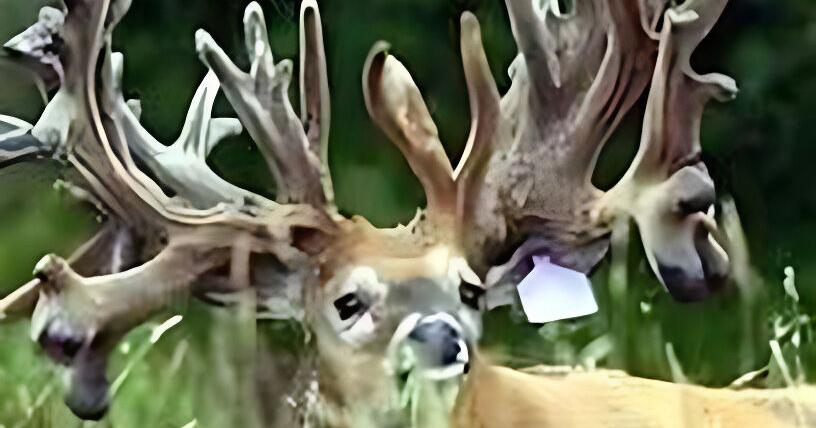 Man convicted for Goliath deer theft is murder suspect | Front Page ...