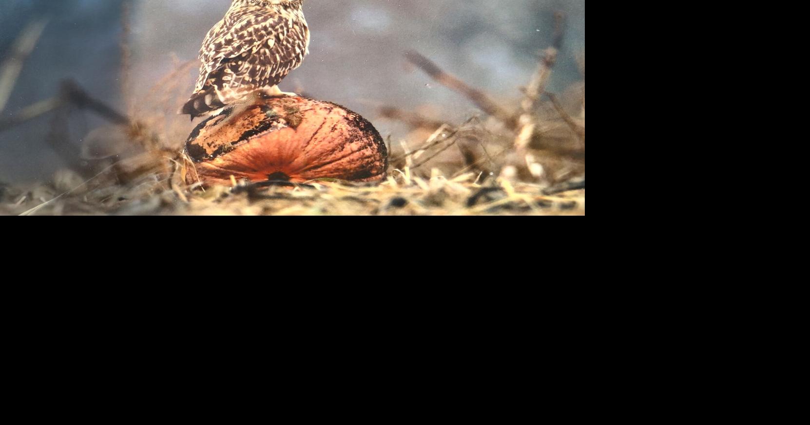 Venango County woman’s photo featured in magazine | Community News | thederrick.com