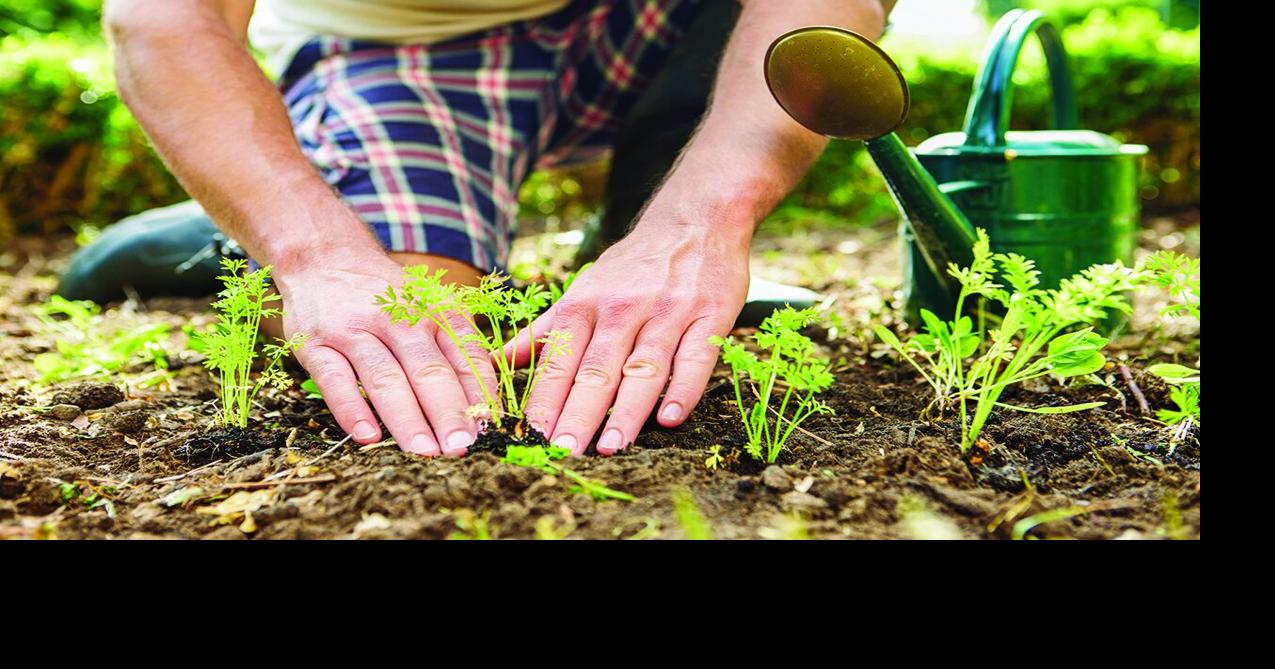 Spring planting pointers | Features | thederrick.com