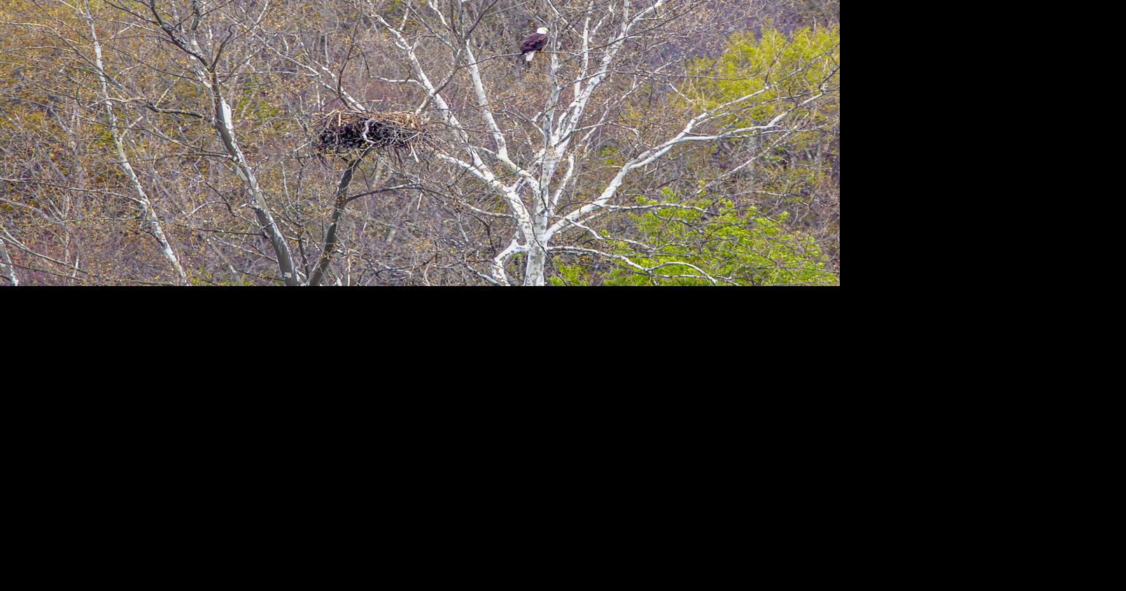 Employees watch eagle nest from their office outside of Franklin ...