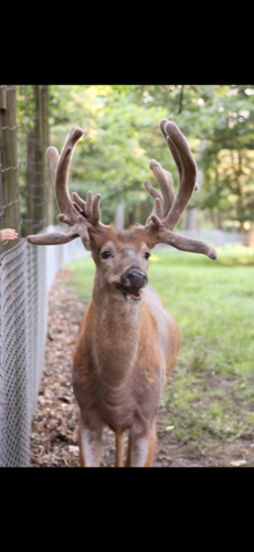 BUSINESS REVIEW: Double Diamond Deer Ranch offers fun across ...