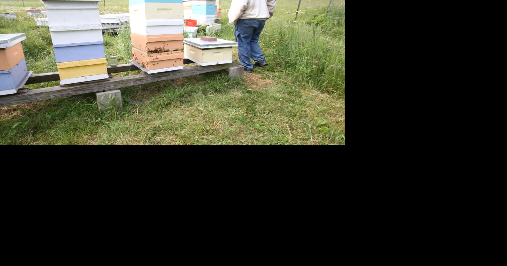 Local beekeeper participating in program to help honeybees | Front Page ...