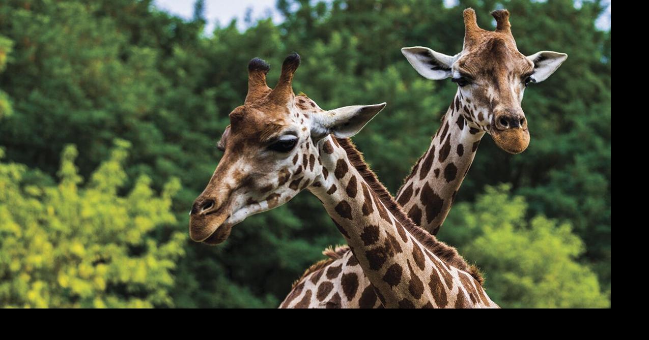 How to spend a great day at the zoo | Features | thederrick.com