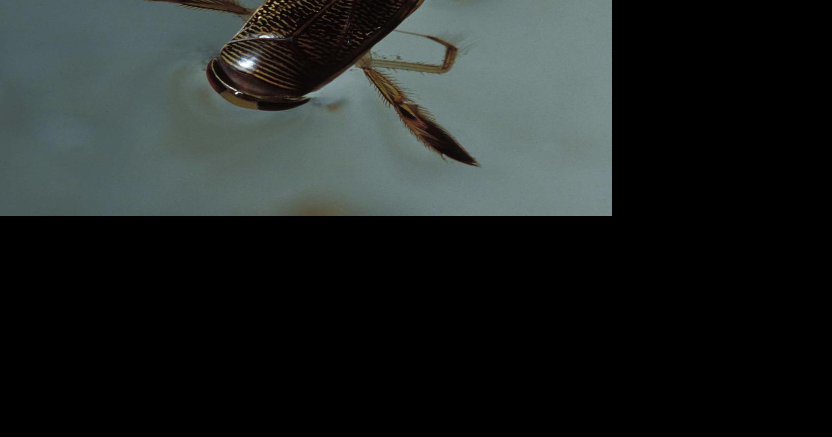 Boatmen bugs infest Imperial County | News | thedesertreview.com