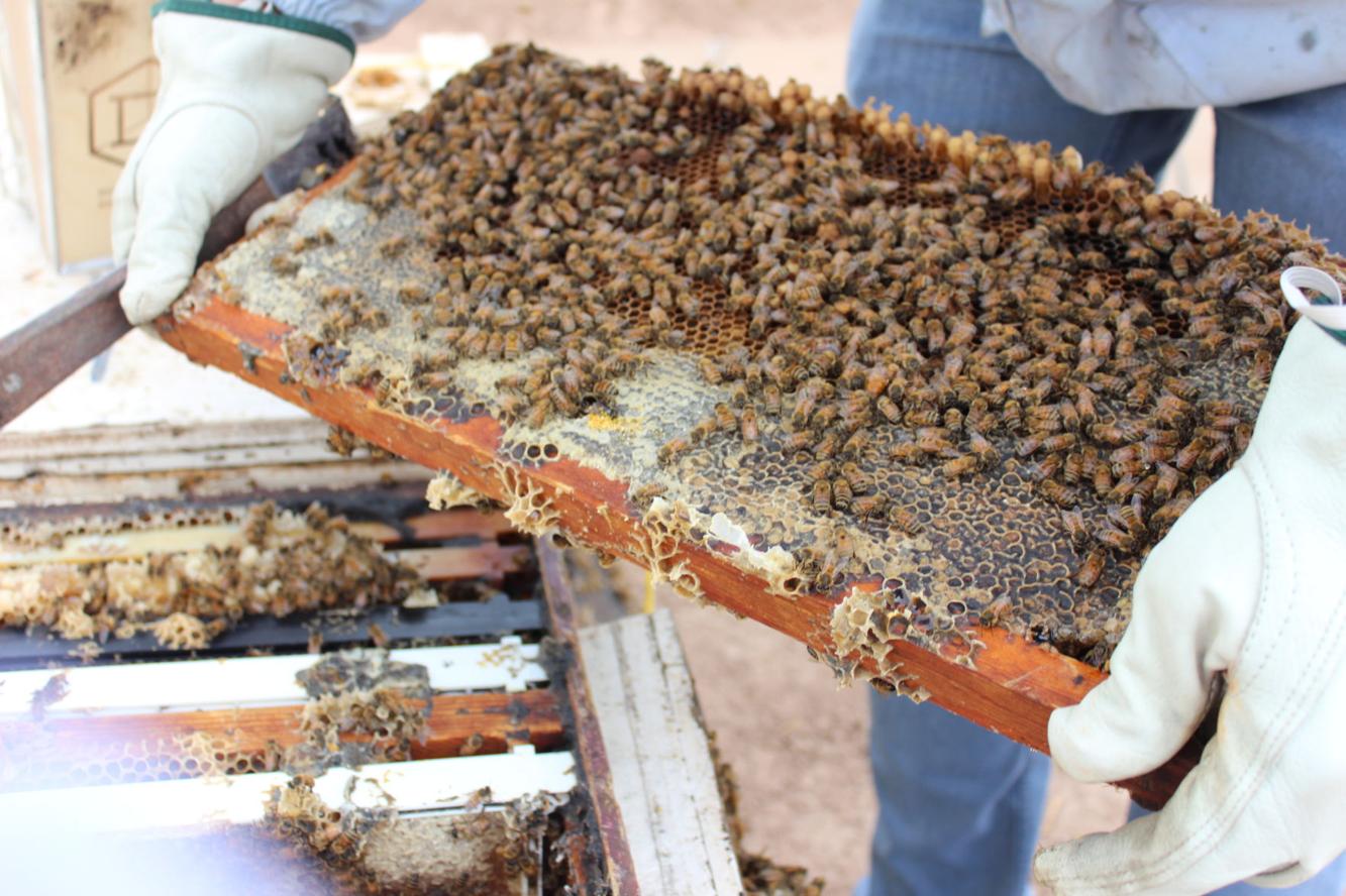 Diverse bee forage could lead to good honey crop | Agriculture ...