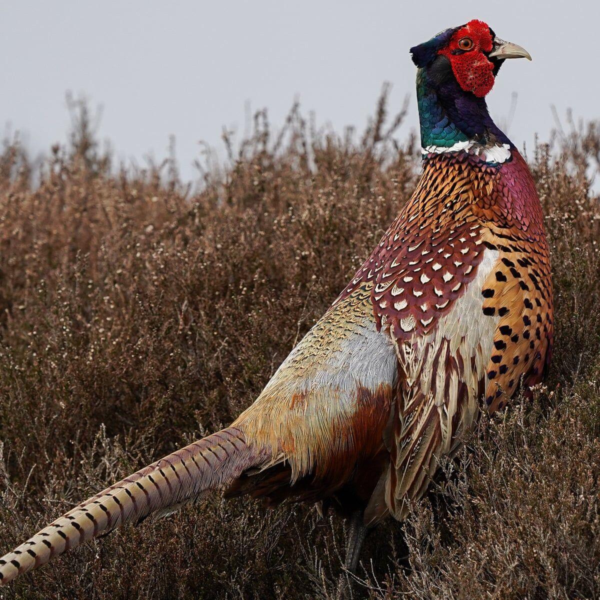 My shield and buckler | Religion | thedesertreview.com