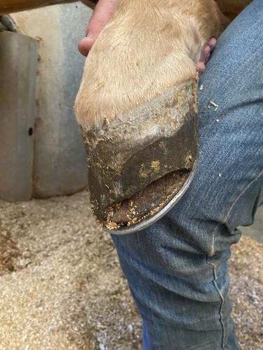 Increased reports of White Line Disease in horses after months of heavy ...