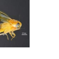 CBP agriculture specialists discover first-in-nation pest in San Diego ...
