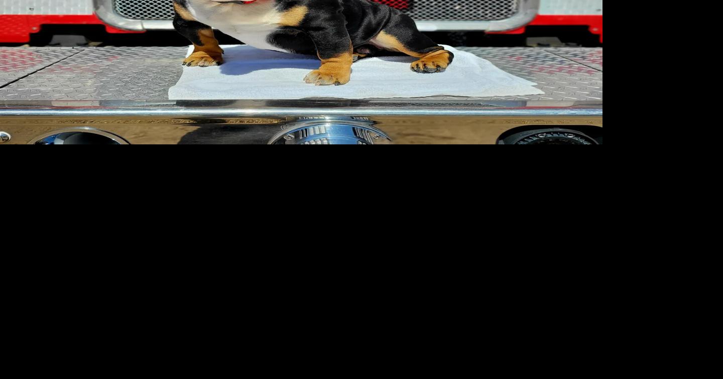 Ash the Firehouse Bulldog starts local trend among fire departments ...