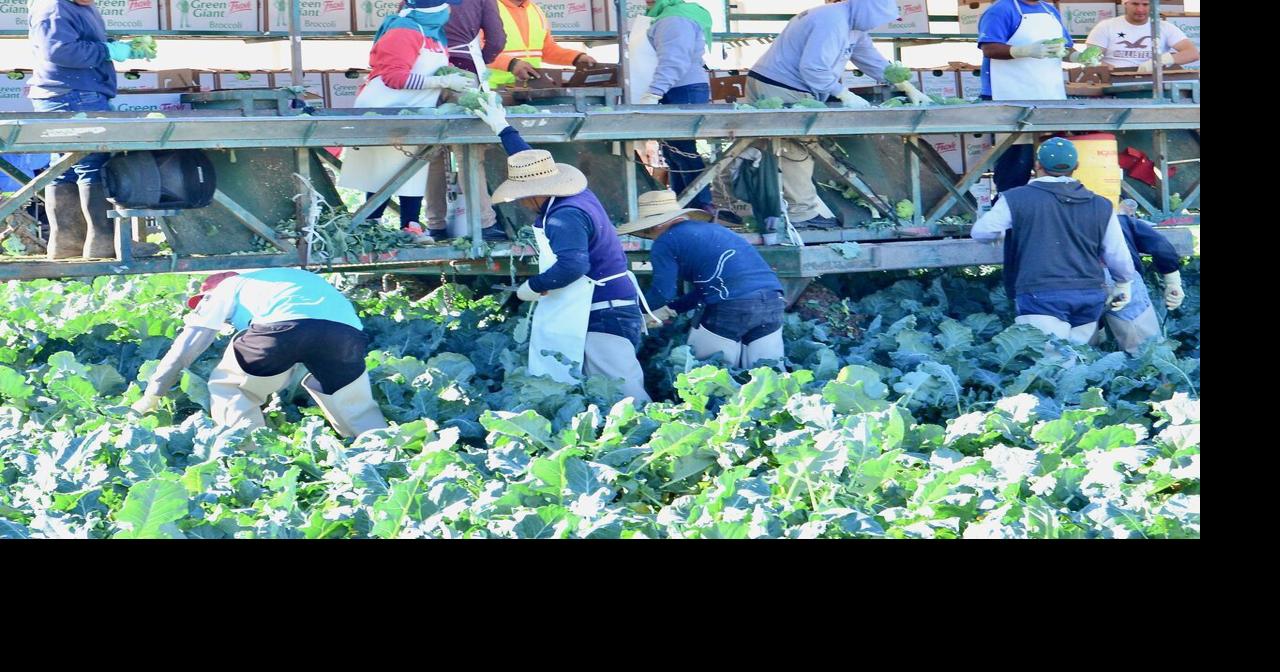 From Valley Growers to Your Table on Thanksgiving | Agriculture ...