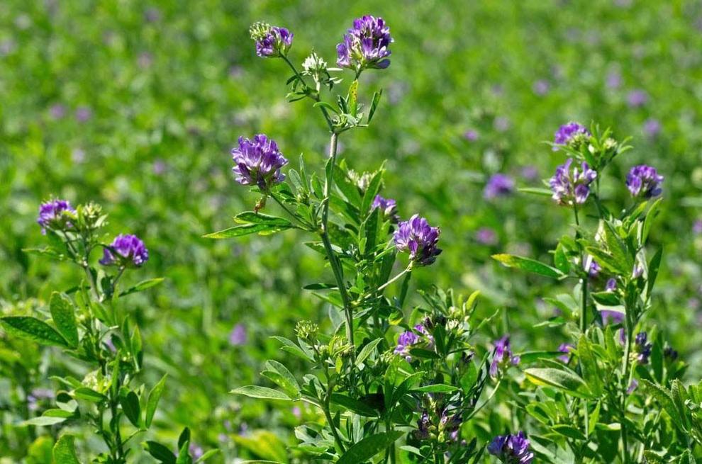 The Green Jewel of the Desert: Growing Alfalfa in the Imperial Valley ...
