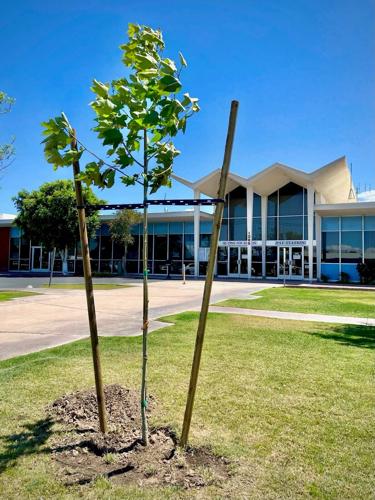 IID launches new free shade tree program to promote energy conservation ...