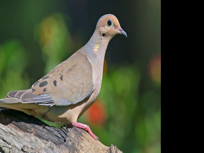 Chicken-Fried Dove recipe | Arts & Entertainment | thedesertreview.com