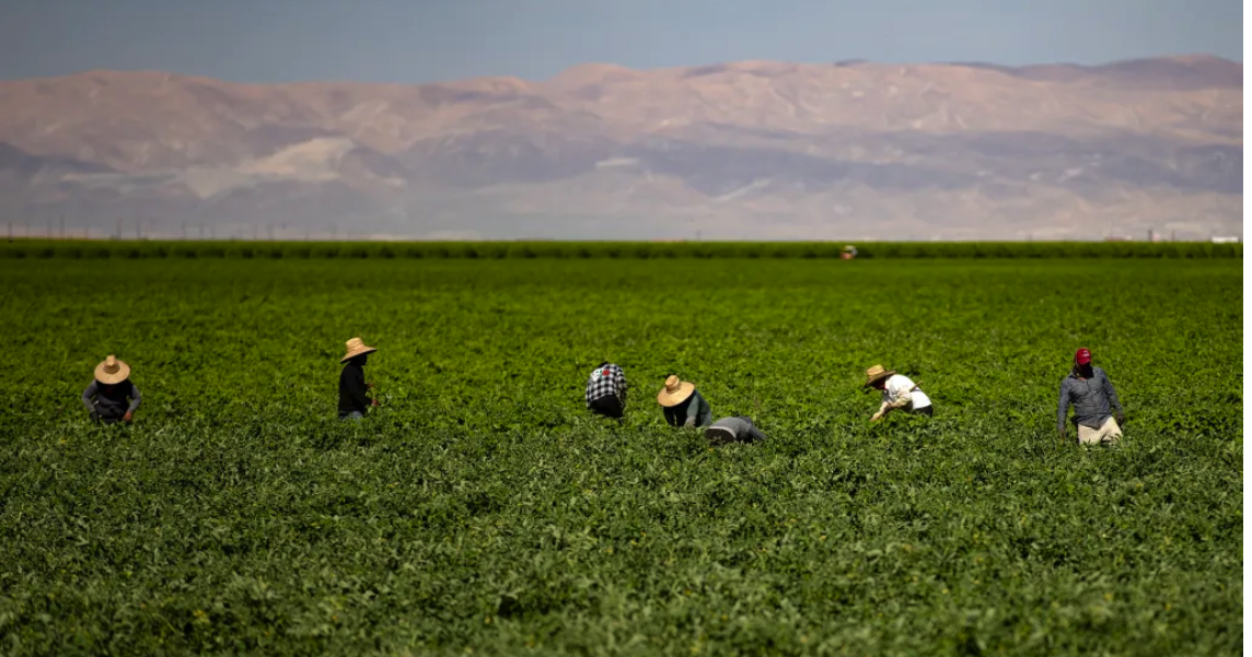 ‘Parole’ for undocumented farmworkers? | Agriculture | thedesertreview.com
