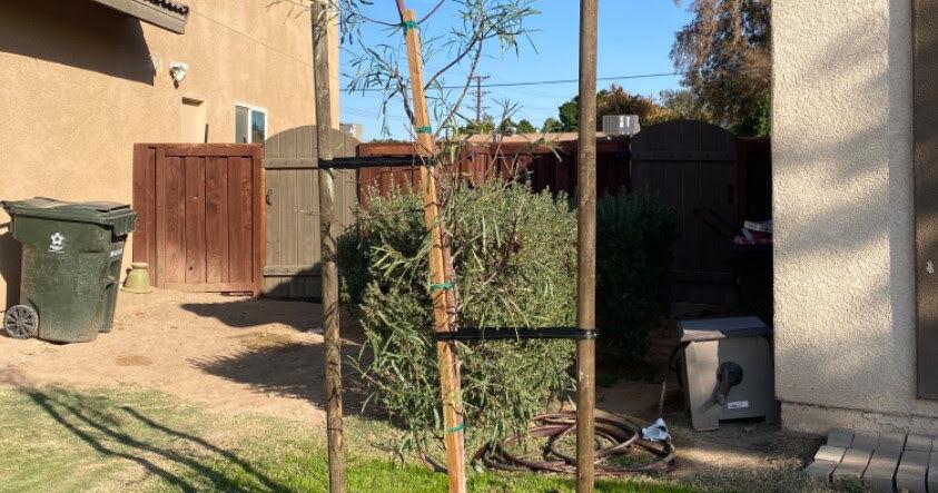 IID opens reservations for tree program | Local News | thedesertreview.com