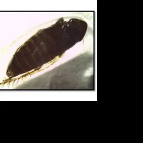 Rare insect discovery prompts quarantine at Nogales border inspection ...