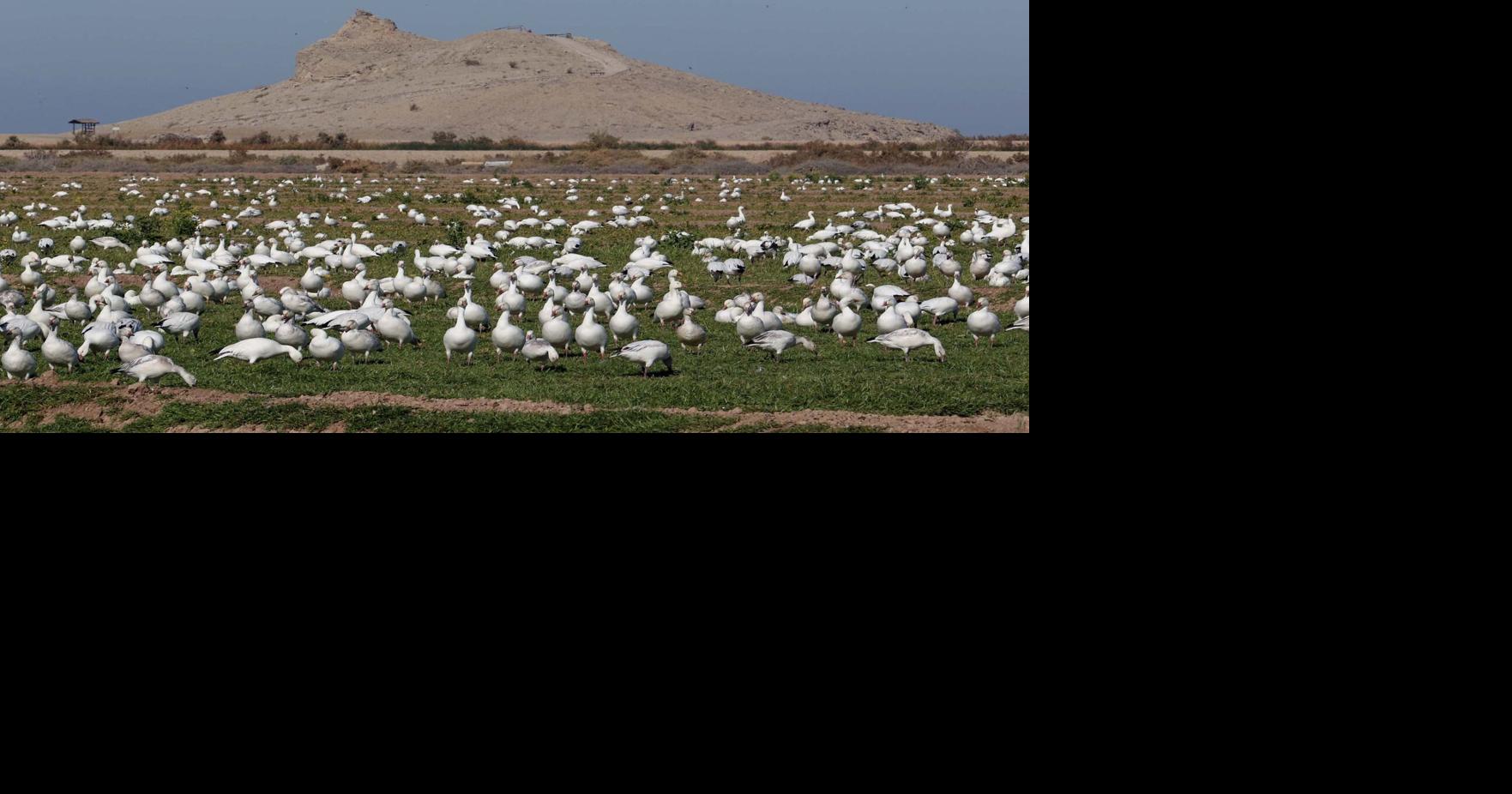 Salton Sea comes alive as bird festival draws flocks of fans | News ...