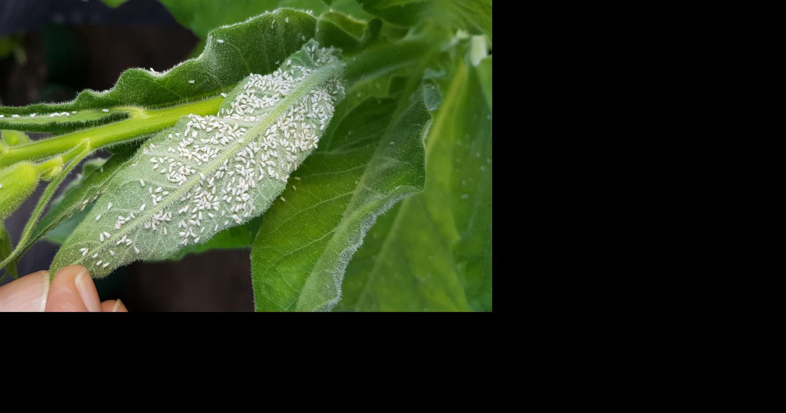 John Hawk to lead BOS after meeting's reorganization, declares whitefly ...