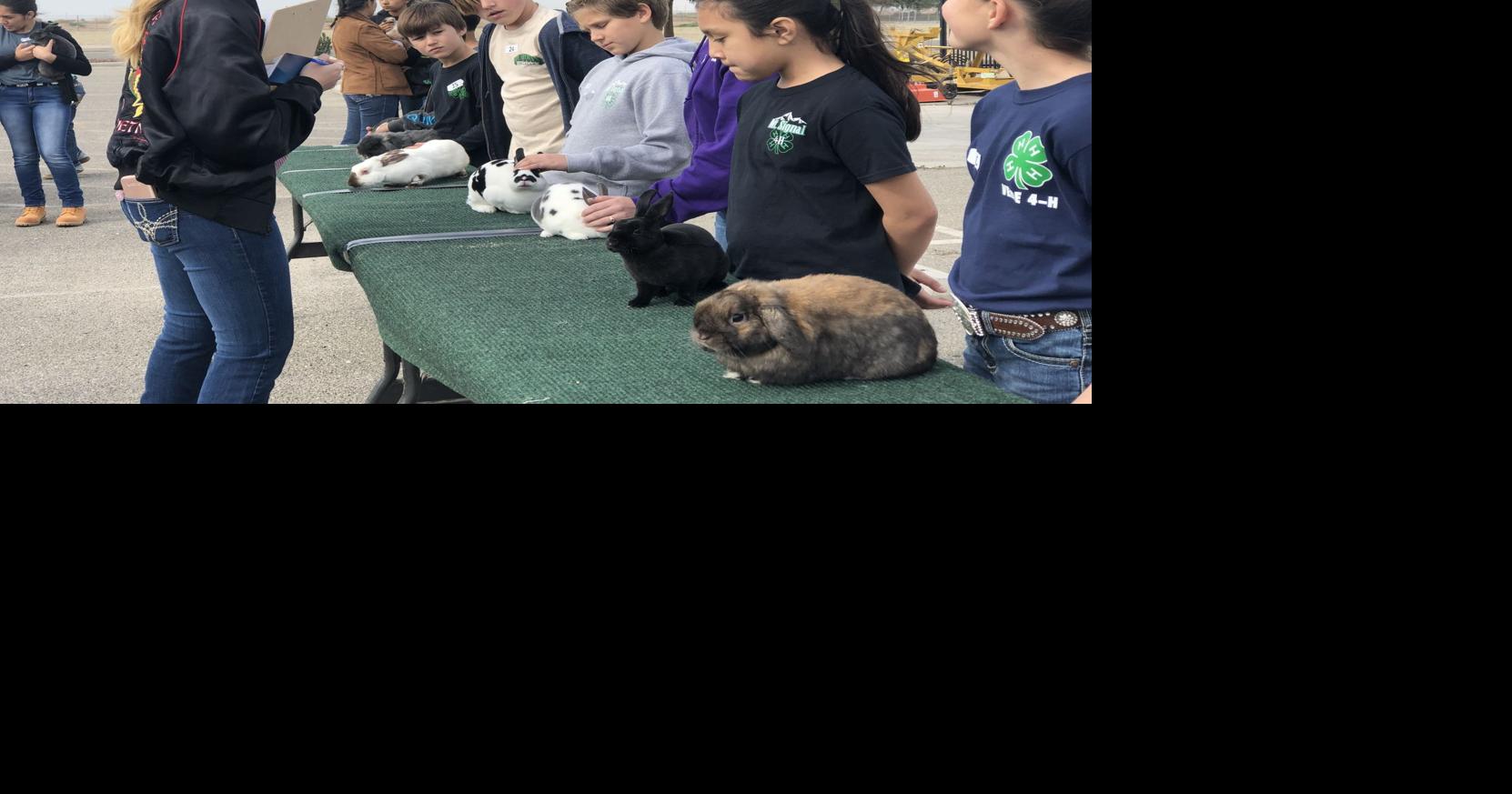 Pre-fair small animal show gives 4-H kids chance to practice | News ...
