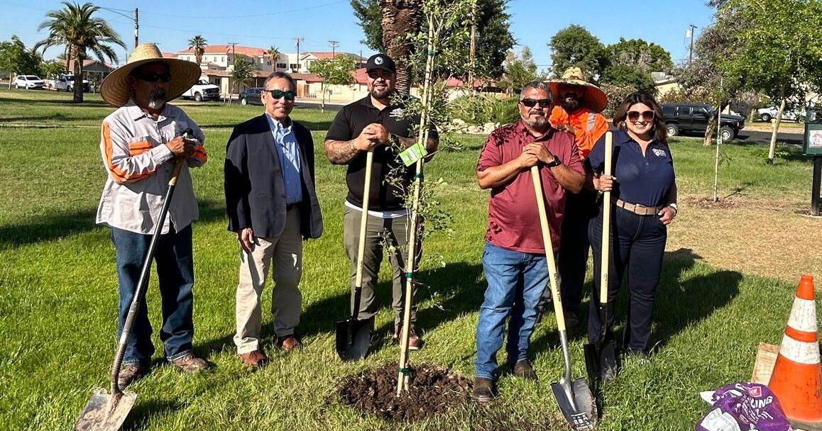 IID awards $500K in green space grants for tree planting | News ...