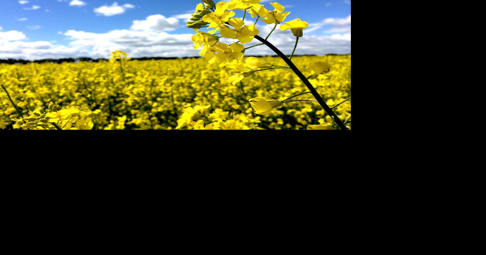 GMOs are needed to feed the world on a sustainable basis | Agriculture ...