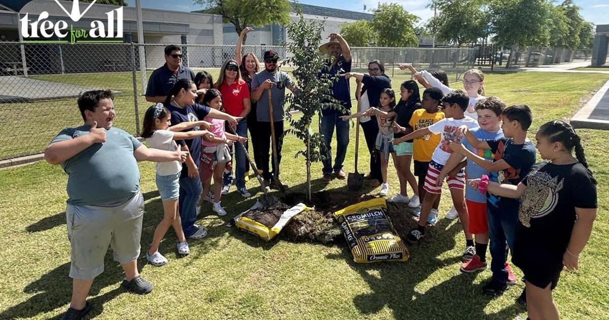 More trees, cooler cities: IID launches $525K grant program for public ...