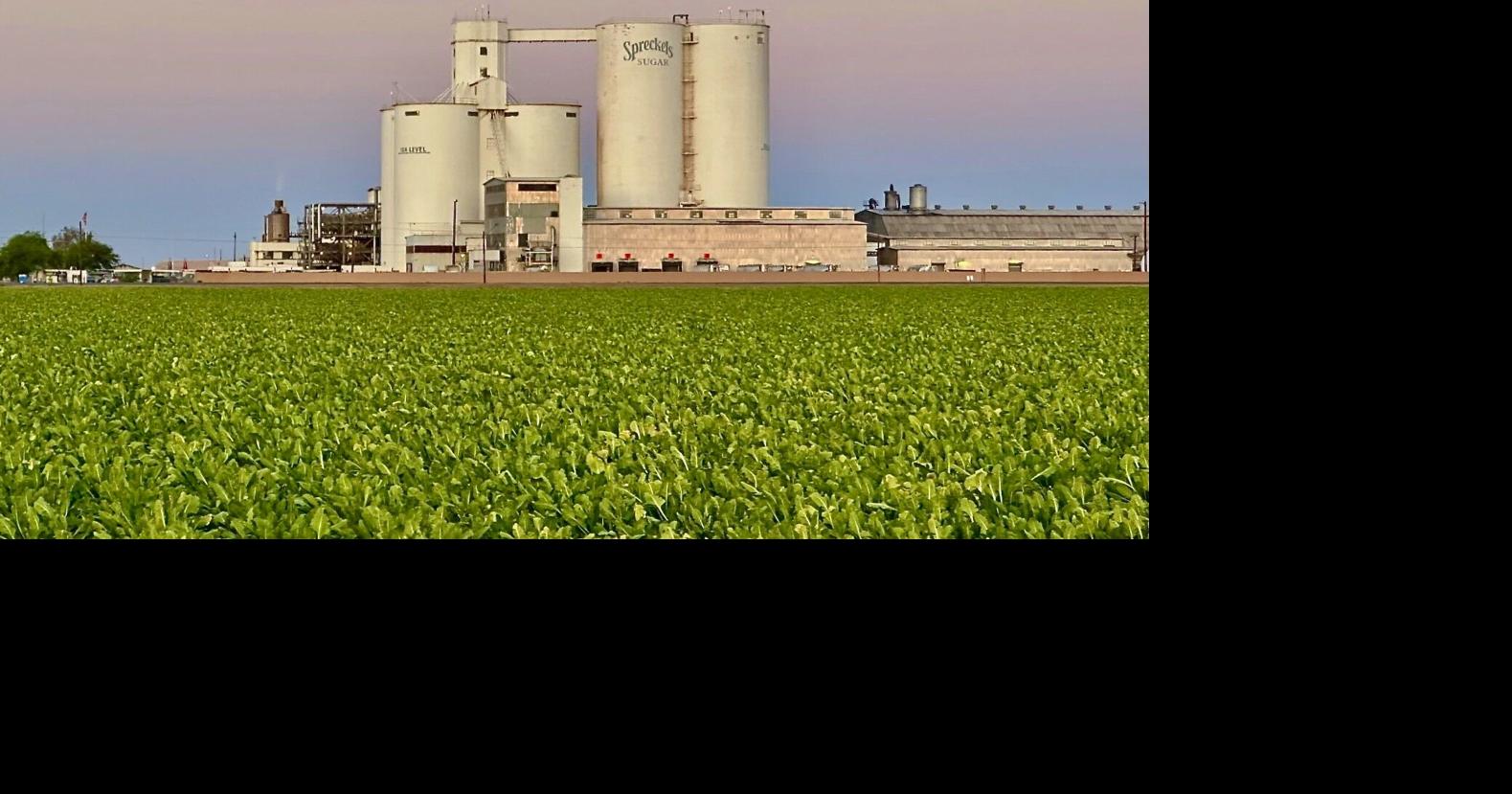 Holly Sugar Plant | | thedesertreview.com