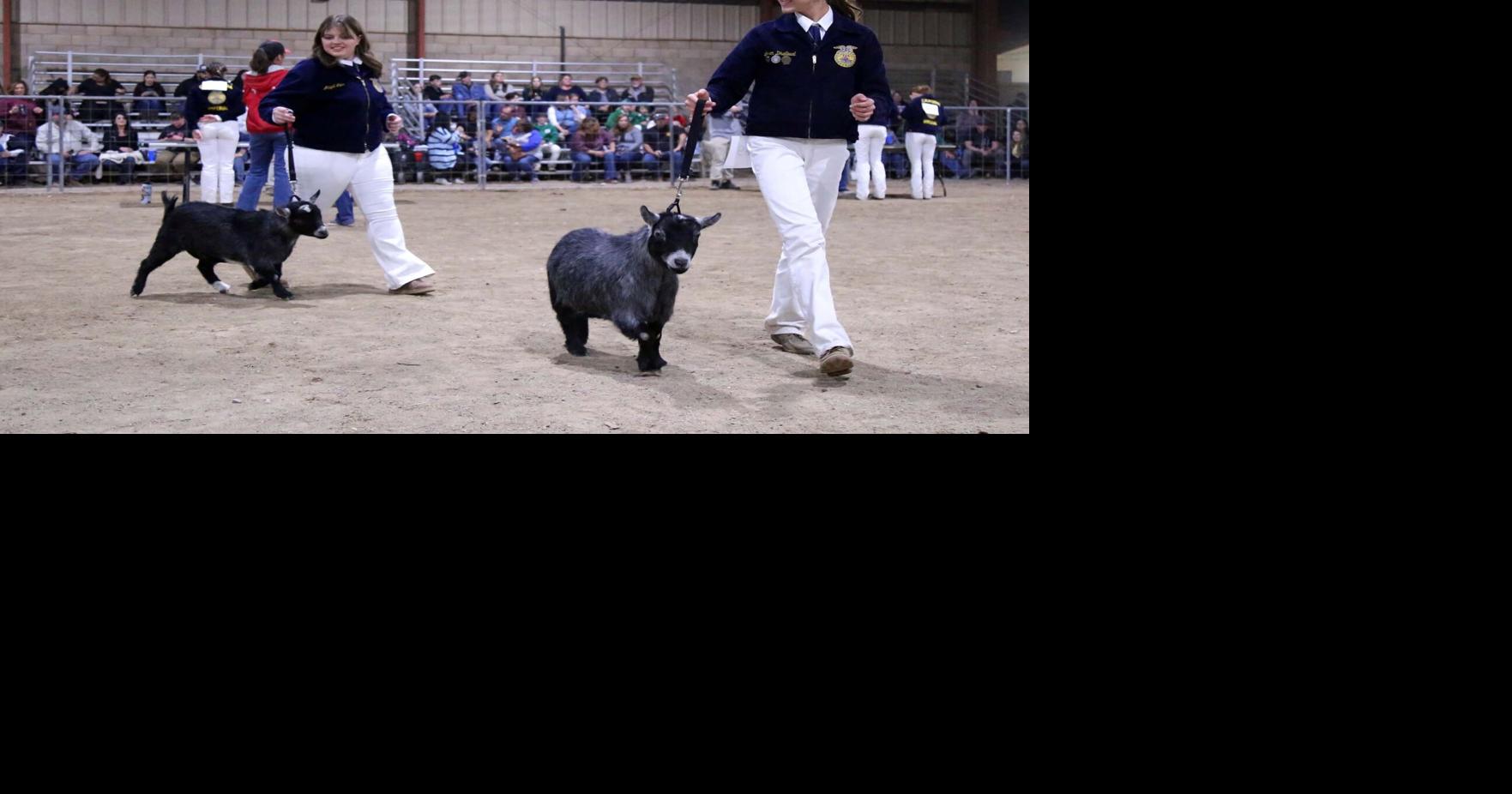 Small Animal Round Robin spotlights showmanship stars | Agriculture ...