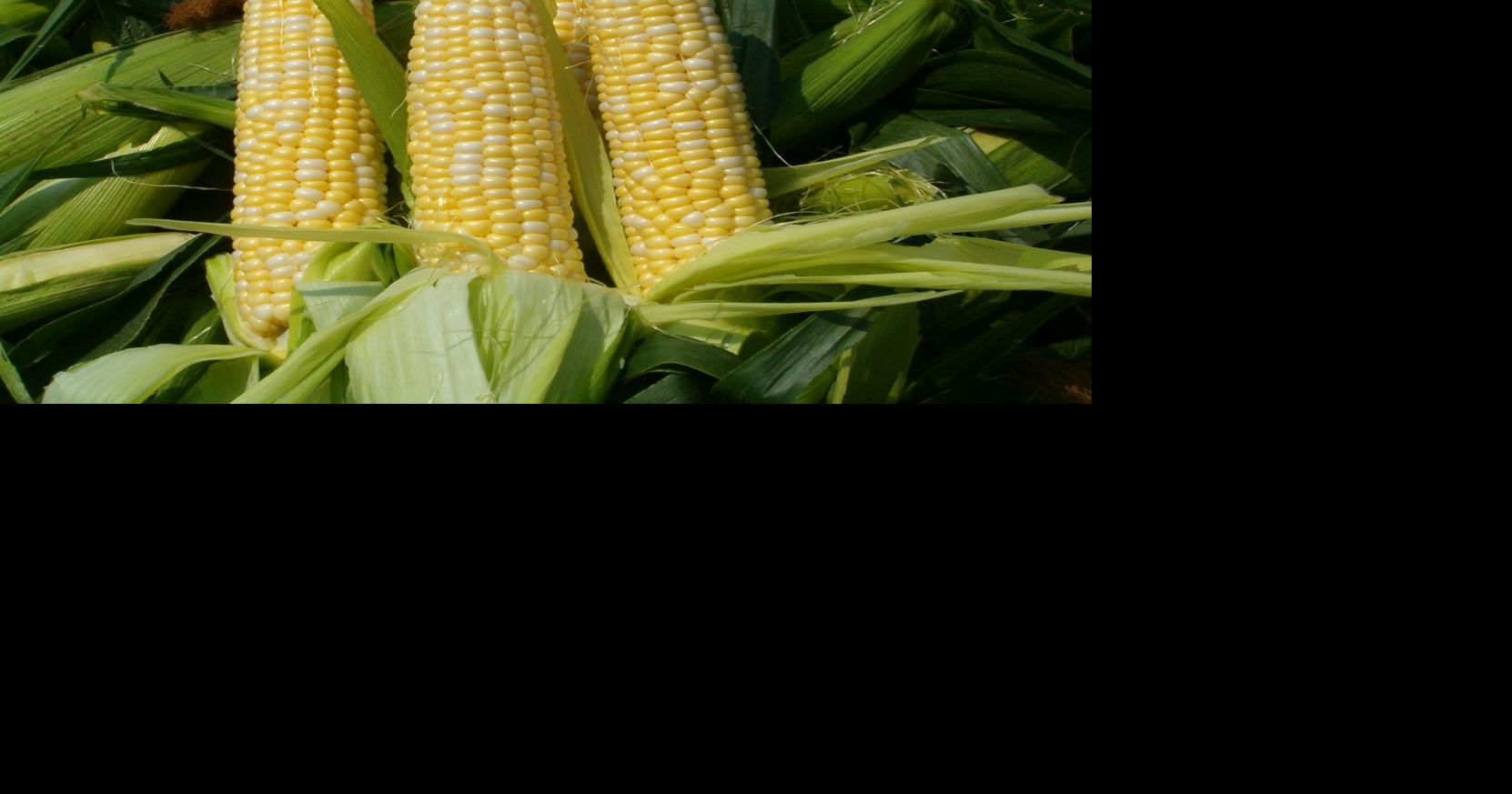 GloriAnn Farms transitioning to California sweet corn | Agriculture ...