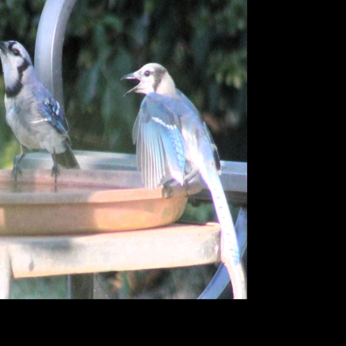 Vaya Health offers access to whole-person care for NC Medicaid ...