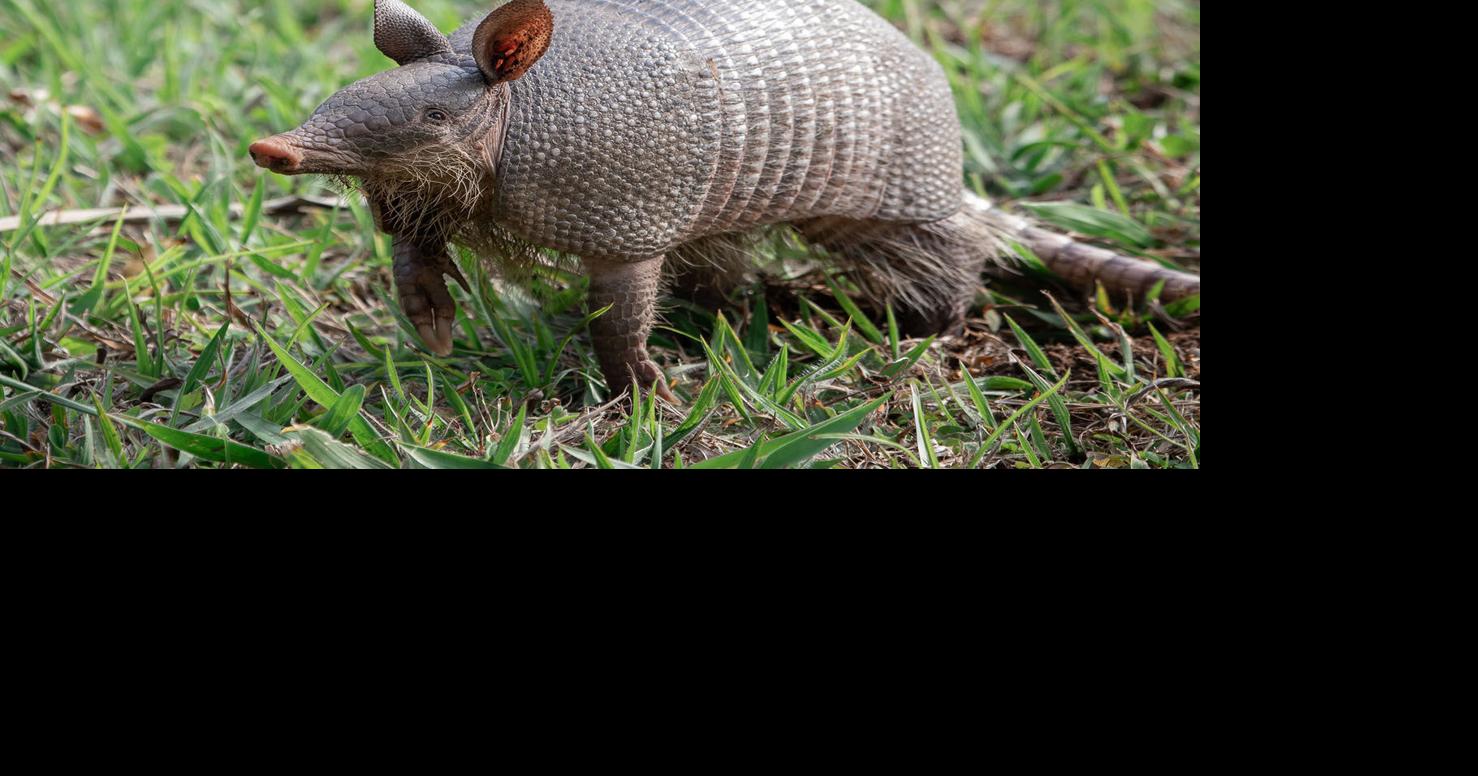 Wildlife officials want to learn about armadillo's range in NC | News ...