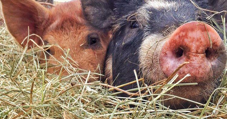 Regenerative farm lets pigs be pigs | News | thedigitalcourier.com